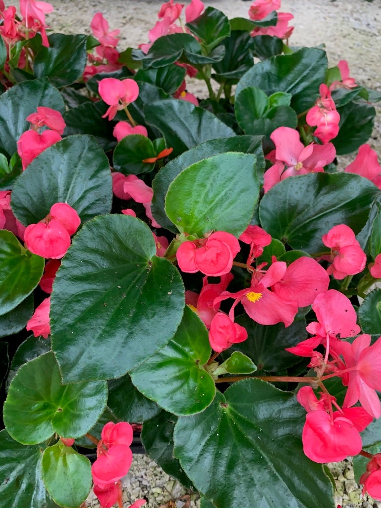 Begonia - Whopper Rose with Green Leaf | Red Wagon Plants | Vermont ...