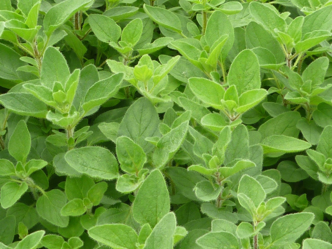 Oregano - Greek | Red Wagon Plants | Vermont Grown Vegetables + Plants