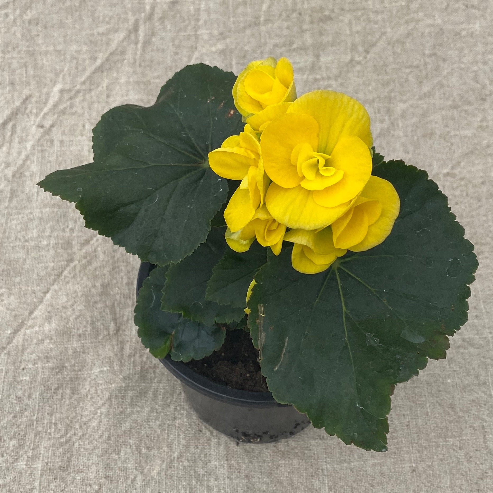 Begonia - Eliator Blitz | Red Wagon Plants | Vermont Grown Vegetables ...