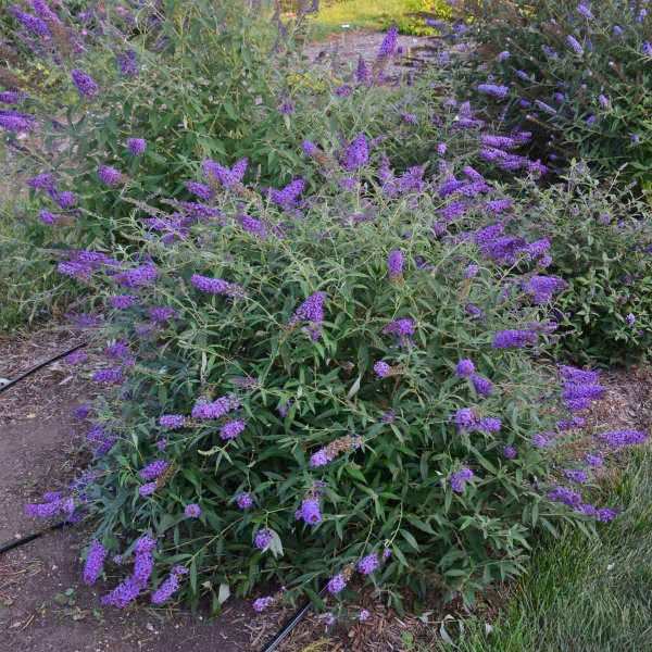 Buddleia - Monarch Blue Knight | Red Wagon Plants | Vermont Grown ...