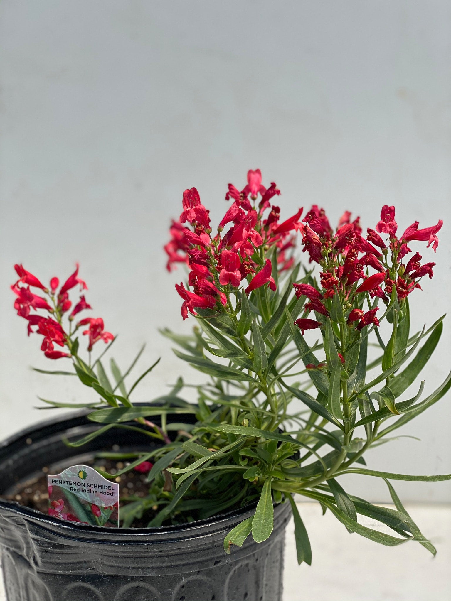Penstemon - Red Riding Hood | Red Wagon Plants | Vermont Grown ...