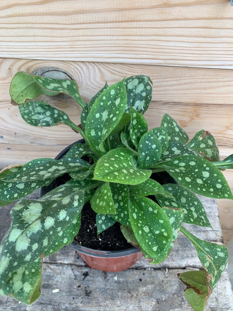 Pulmonaria - Shrimps on the Barbie | Red Wagon Plants | Vermont Grown ...