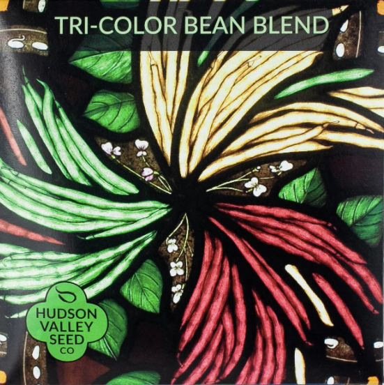 Bean - Bush - Tri Color - Hudson Valley | Red Wagon Plants | Vermont ...