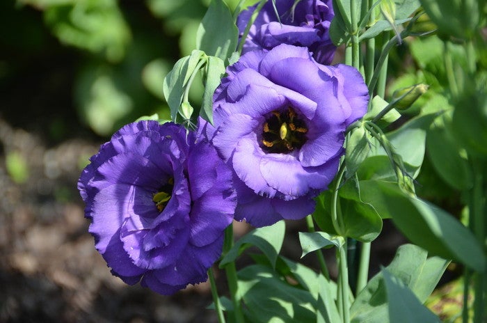 Lisianthus - Echo Blue | Red Wagon Plants | Vermont Grown Vegetables ...