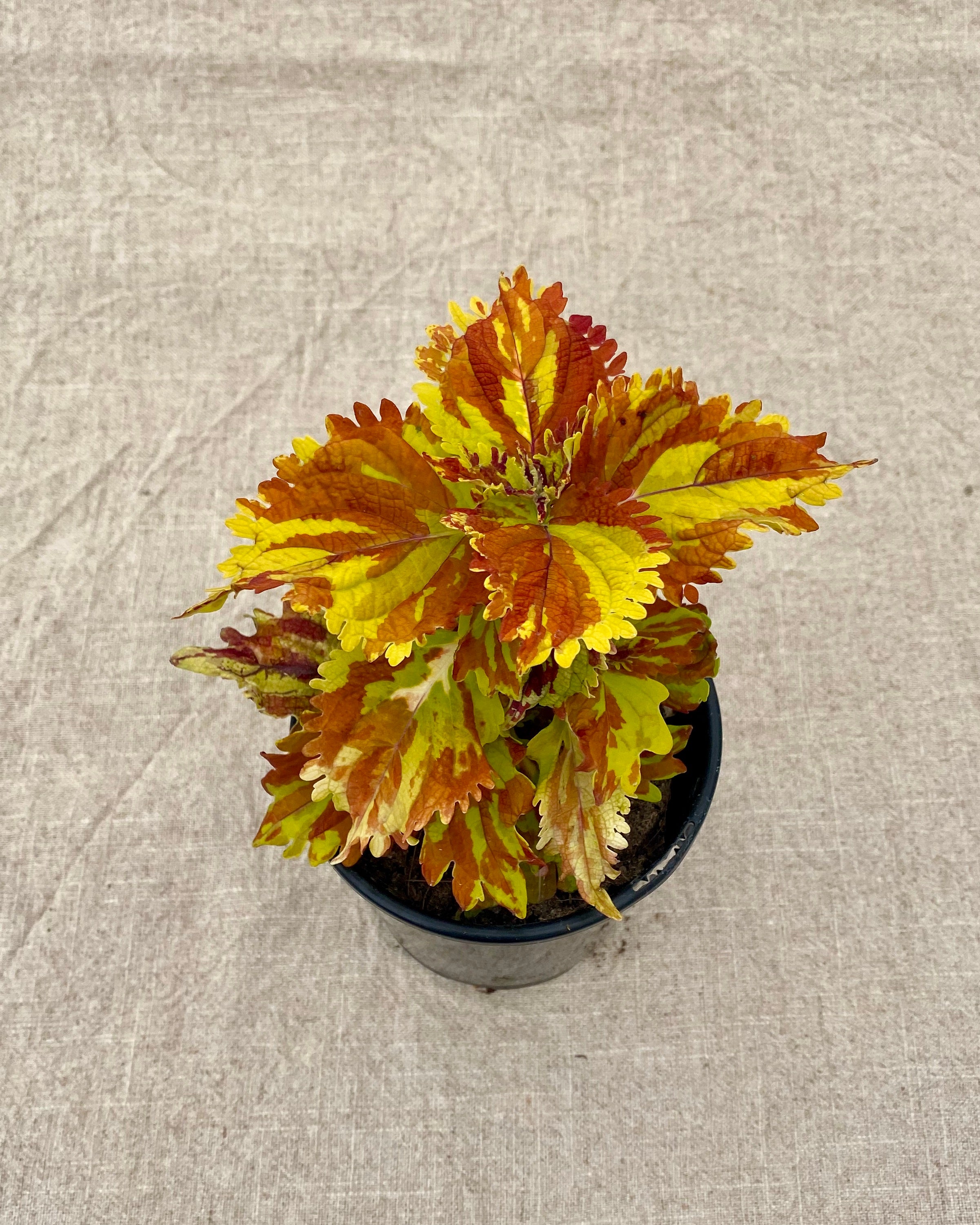 Coleus - Under the Sea Clown Fish | Red Wagon Plants | Vermont Grown ...