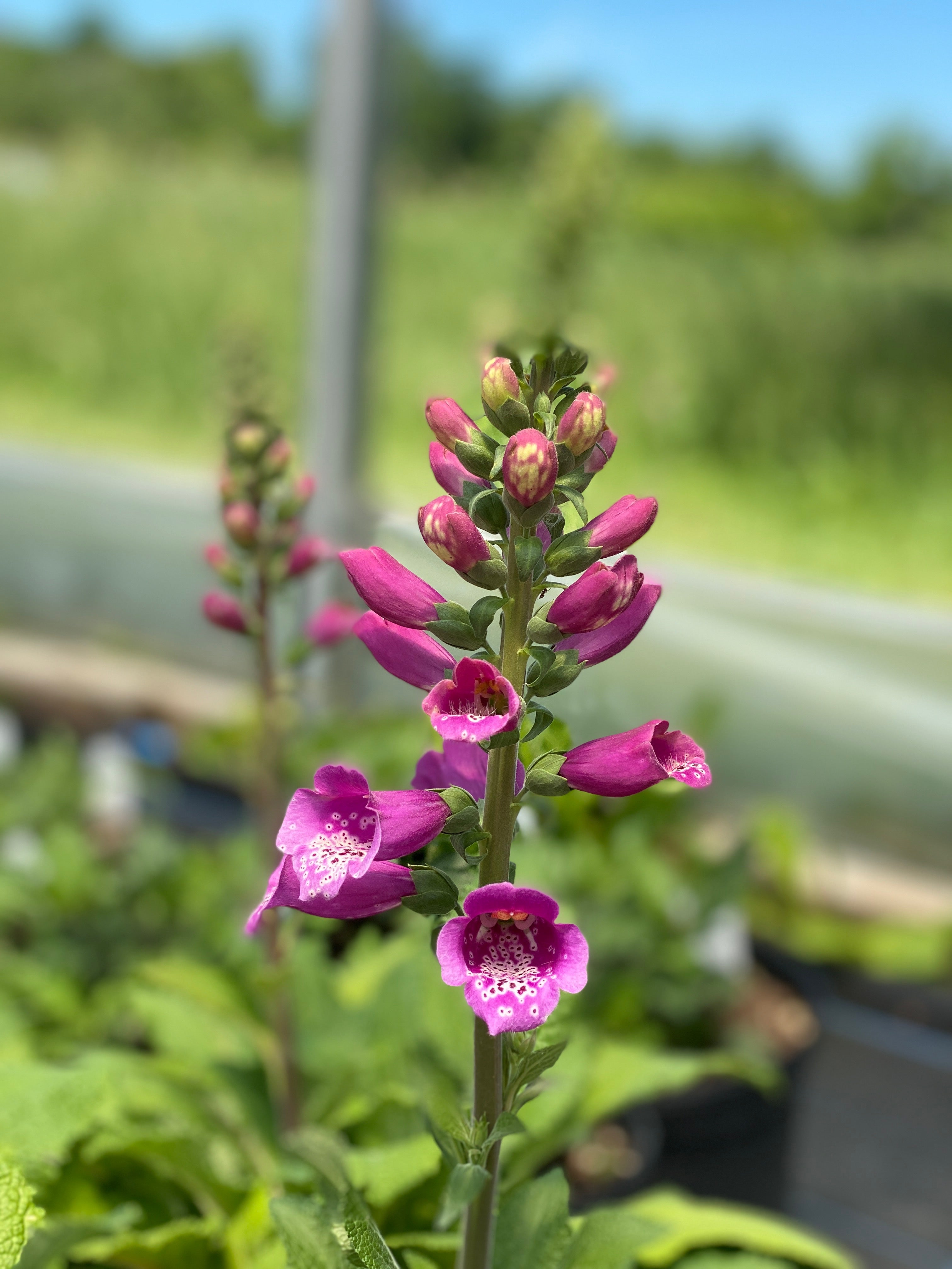 Digitalis - Dalmation Purple | Red Wagon Plants | Vermont Grown ...