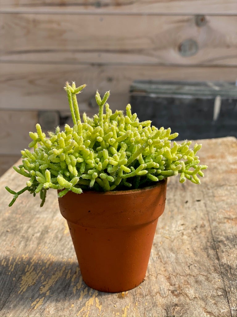 Rhipsalis | Red Wagon Plants | Vermont Grown Vegetables + Plants