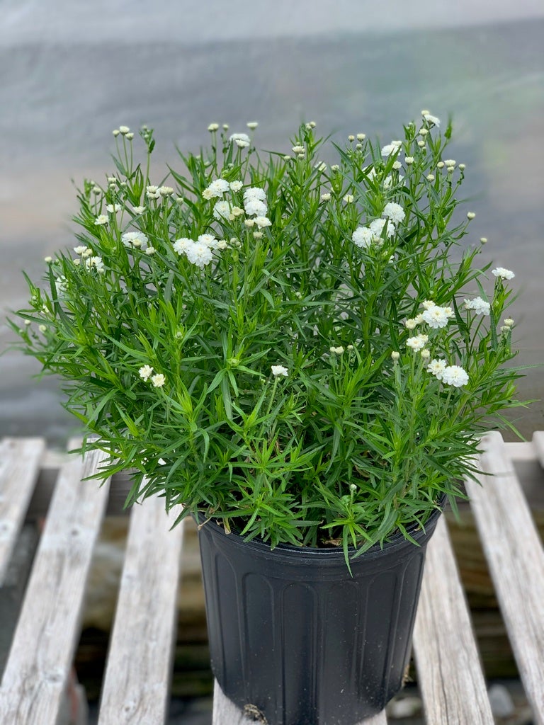Achillea - Peter Cottontail | Red Wagon Plants | Vermont Grown ...