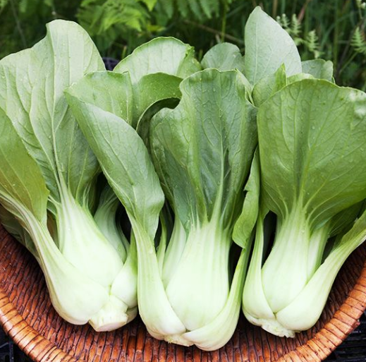 Greens - Poc Choy - Shanghai Green - High Mowing | Red Wagon Plants ...
