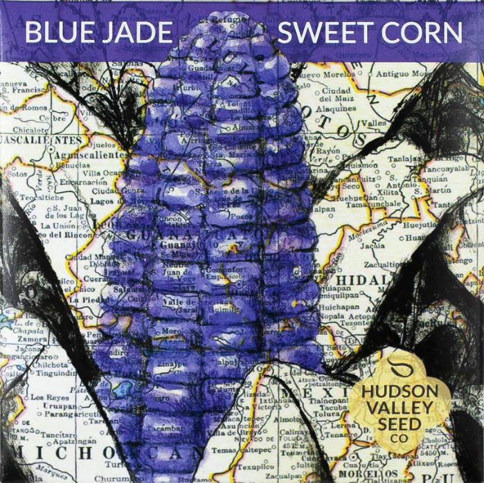 Corn - Sweet - Blue Jade Dwarf - Hudson Valley | Red Wagon Plants ...