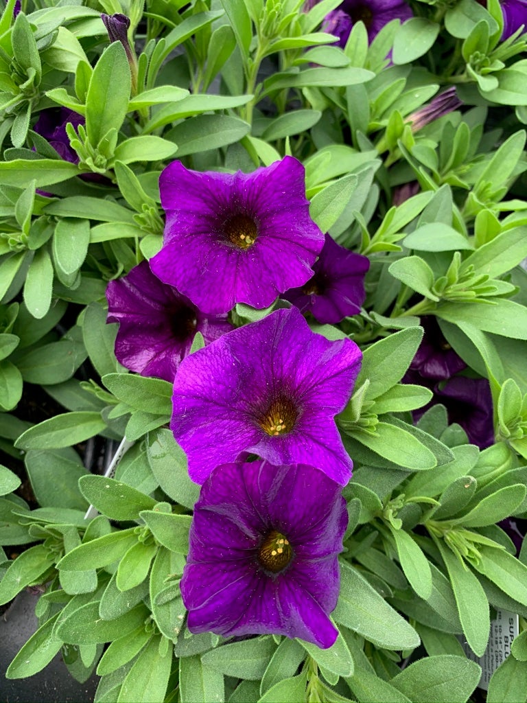 Petunia - Petchoa - Supercal Blue | Red Wagon Plants | Vermont Grown ...
