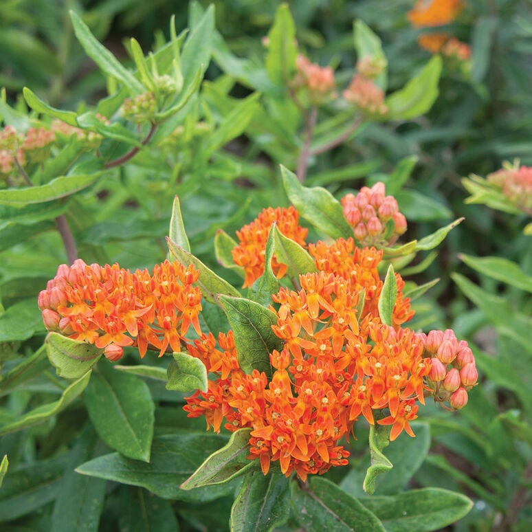 Asclepias tuberosa - Butterfly weed - 'Bright Orange' | Red Wagon ...