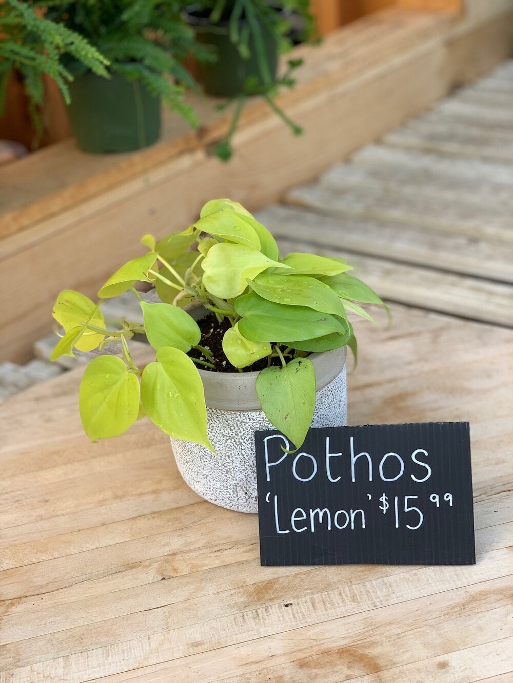 Pothos 'Lemon' | Red Wagon Plants | Vermont Grown Vegetables + Plants