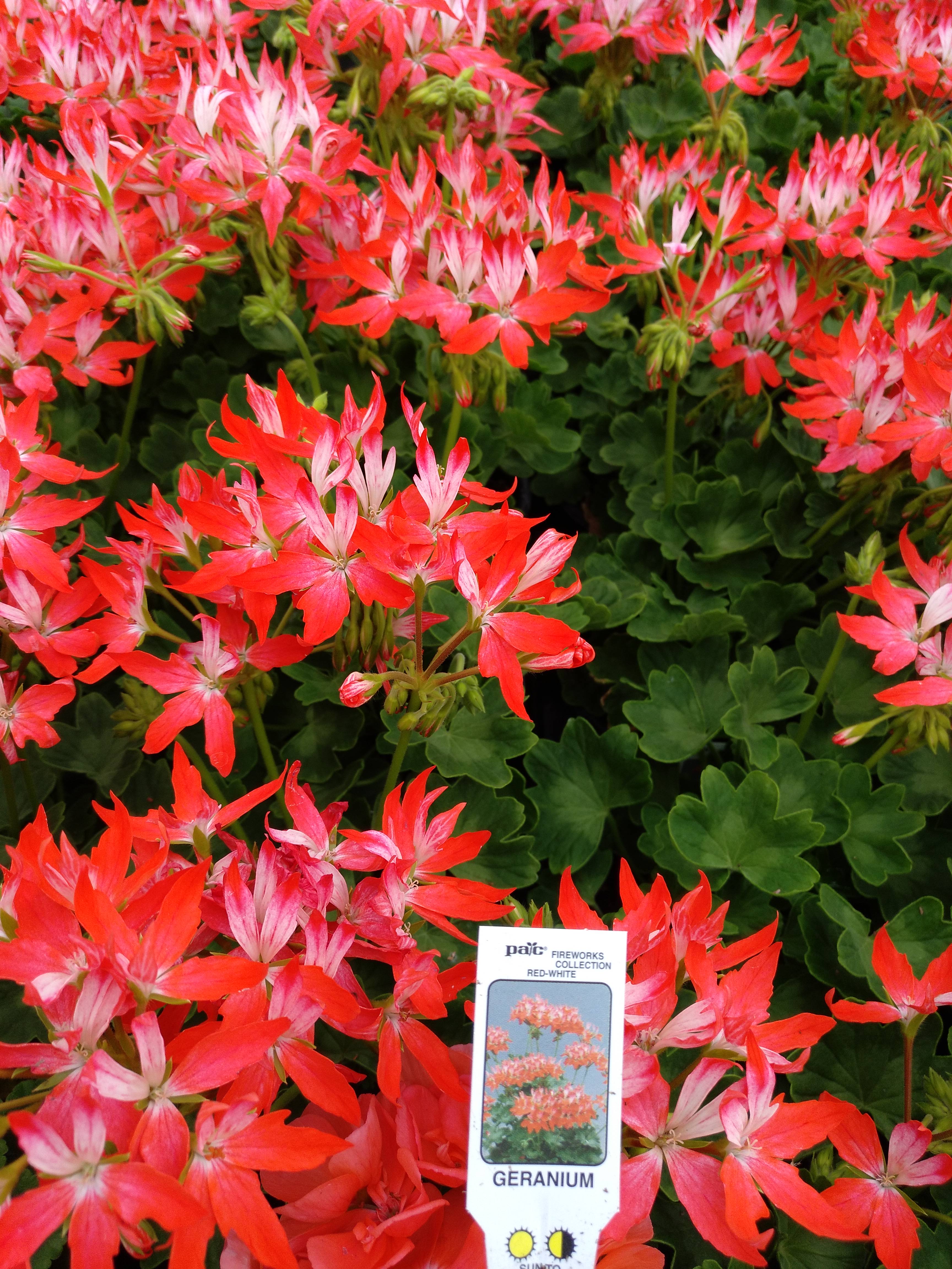 Geranium - Fireworks White and Red | Red Wagon Plants | Vermont Grown ...