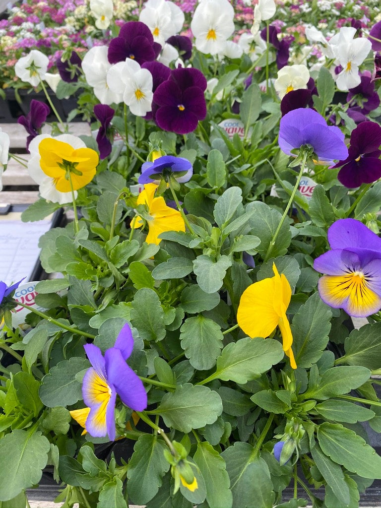 Pansy - Cool Wave Mixed Colors | Red Wagon Plants | Vermont Grown ...