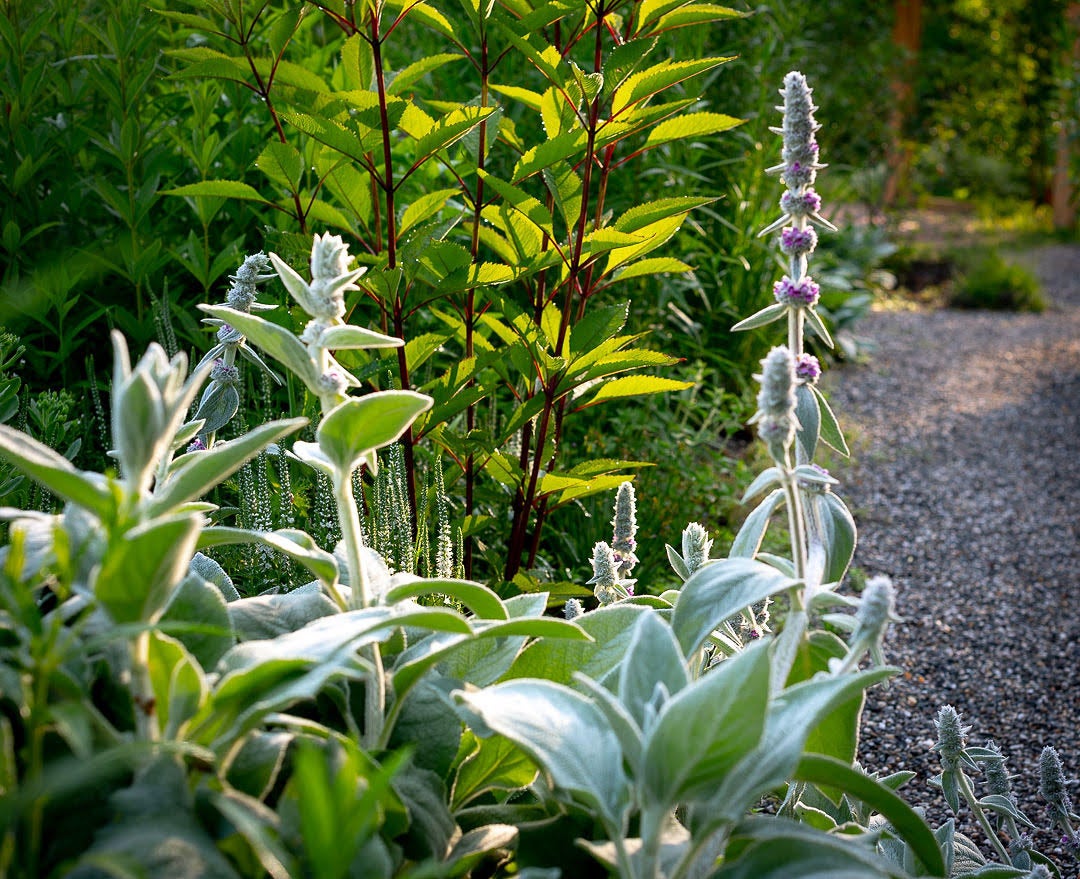 Stachys - Helene Von Stein | Red Wagon Plants | Vermont Grown ...