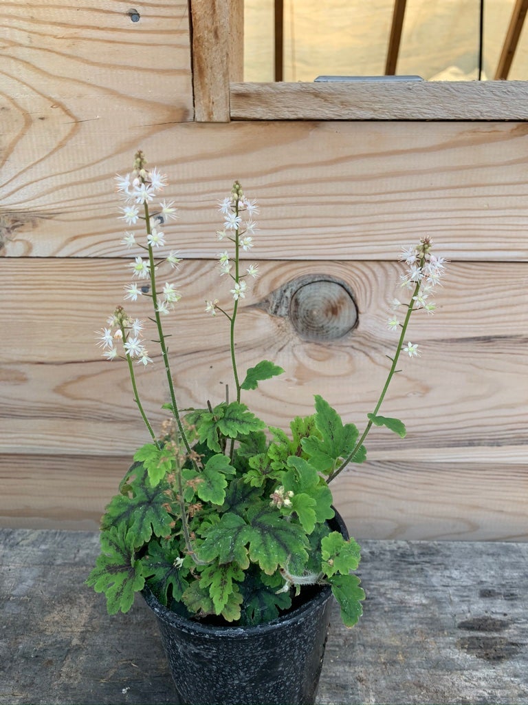 Tiarella - Fingerpaint | Red Wagon Plants | Vermont Grown Vegetables ...