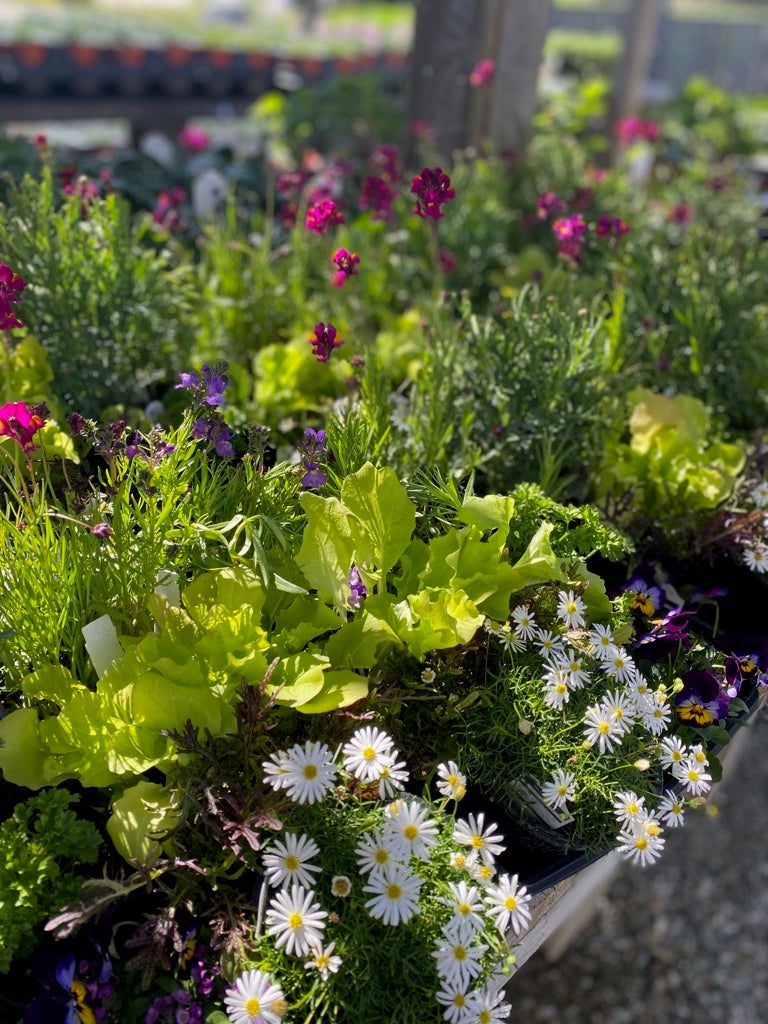 Pocket Full of Posies | Red Wagon Plants | Vermont Grown Vegetables ...
