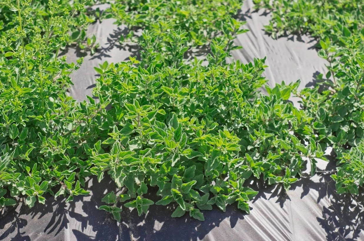 Oregano - Hot and Spicy | Red Wagon Plants | Vermont Grown Vegetables ...