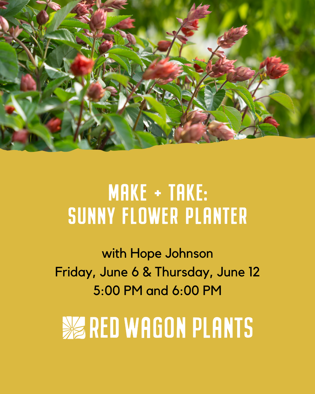 6/6/25 Make + Take: Sunny Flower Planter - 5PM class | Red Wagon Plants | Vermont Grown ...
