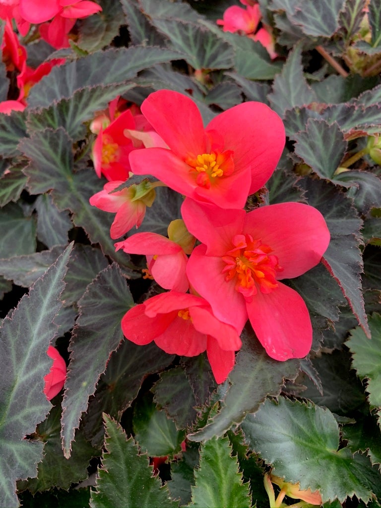 Begonia - Iconia First Kiss | Red Wagon Plants | Vermont Grown ...