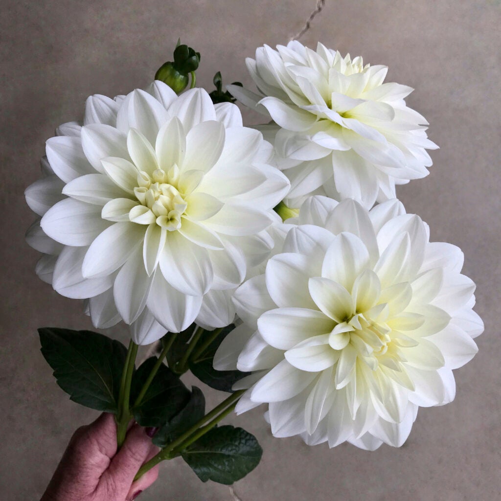 Dahlia - Bridezilla | Red Wagon Plants | Vermont Grown Vegetables + Plants