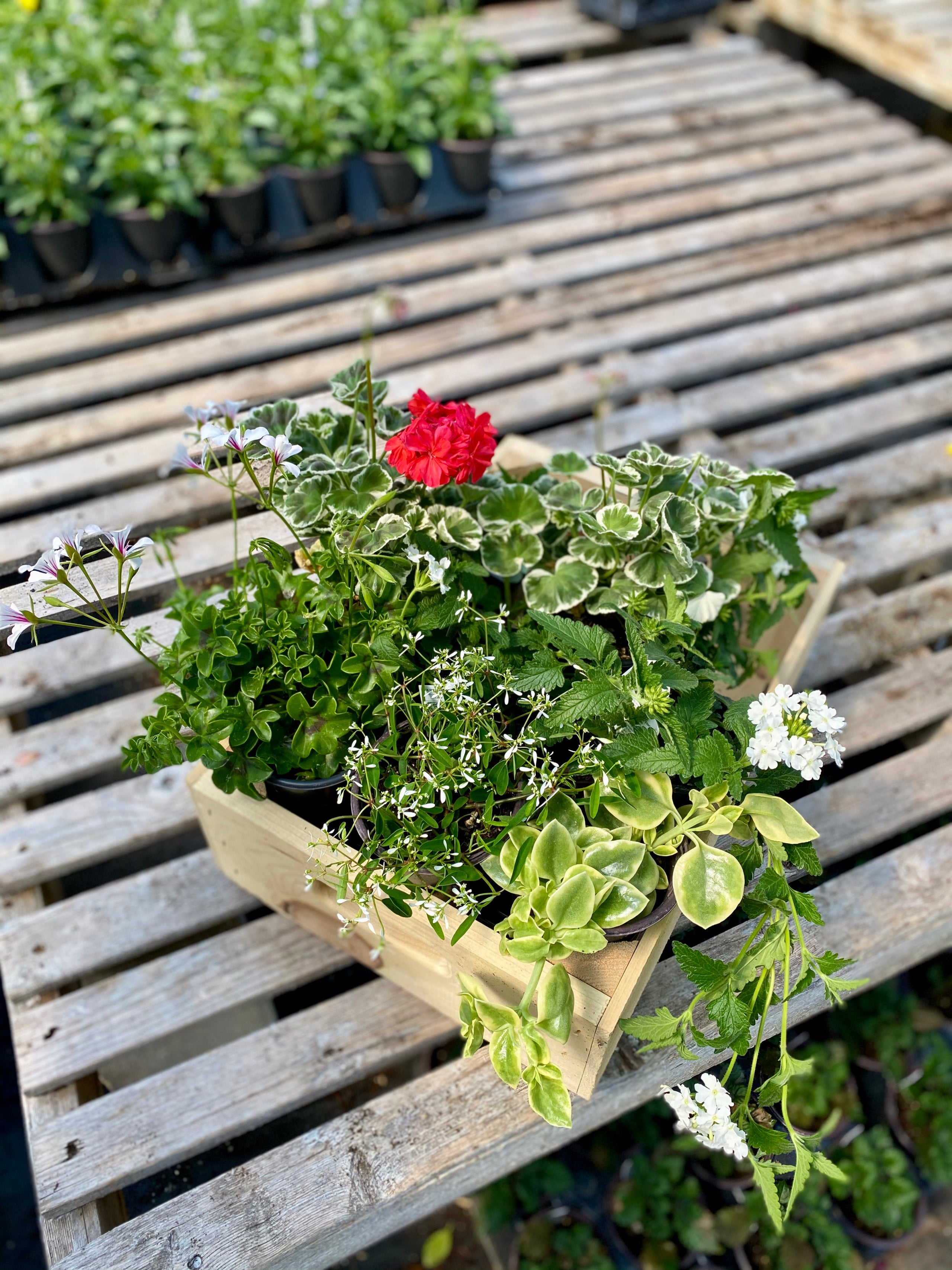 Hope Bundle - White Wizard | Red Wagon Plants | Vermont Grown Vegetables + Plants