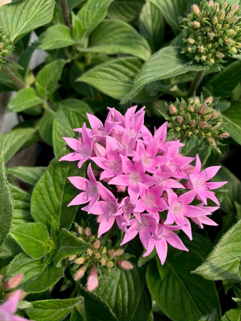 Pentas - Starcluster Lavender | Red Wagon Plants | Vermont Grown ...