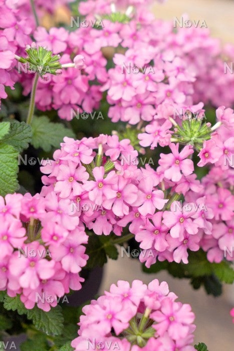 Verbena - Vanessa Compact Pink | Red Wagon Plants | Vermont Grown ...