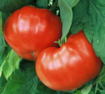 Hybrid - Goliath | Red Wagon Plants | Vermont Grown Vegetables + Plants