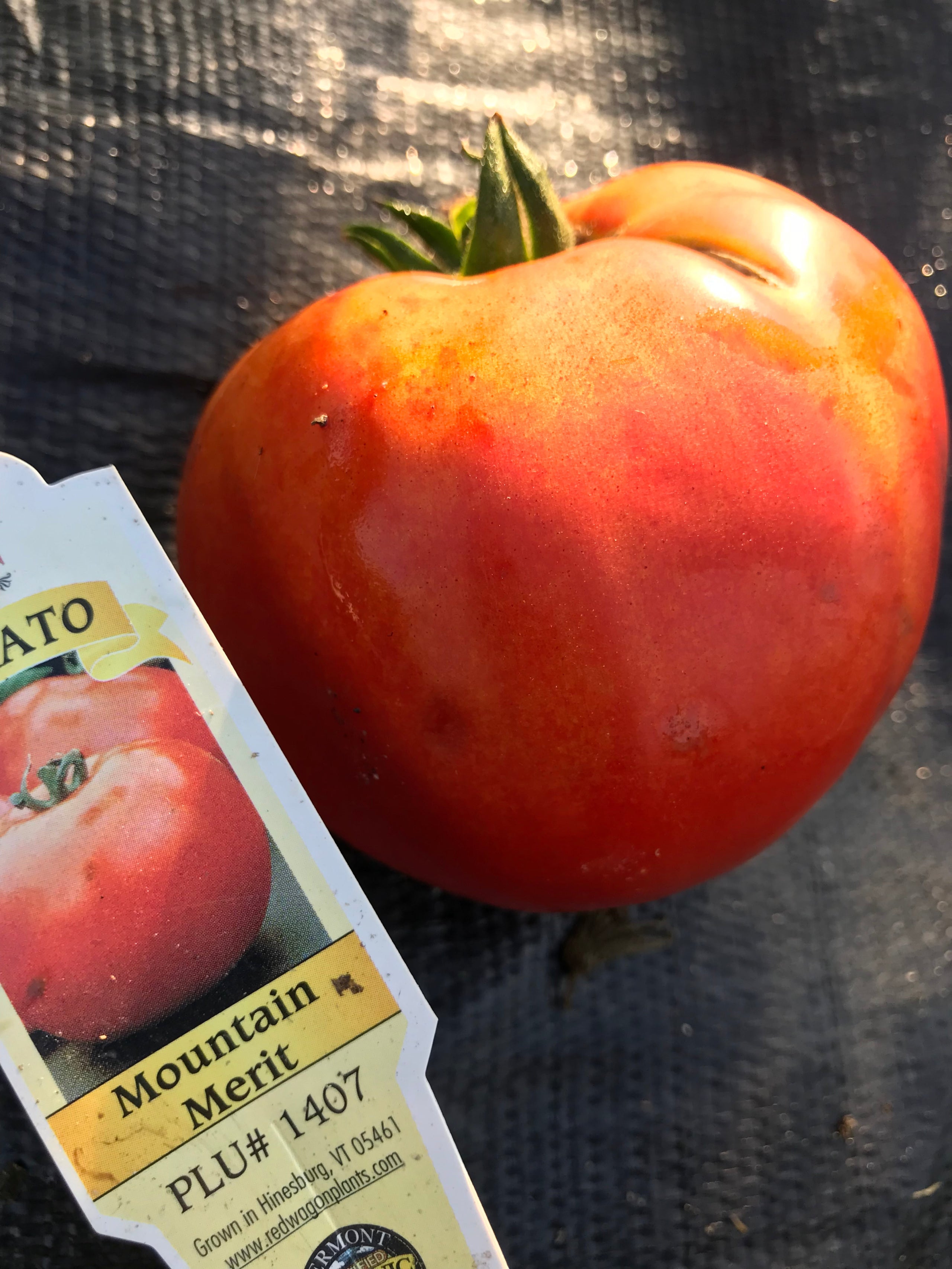 Determinate - Mountain Merit | Red Wagon Plants | Vermont Grown ...