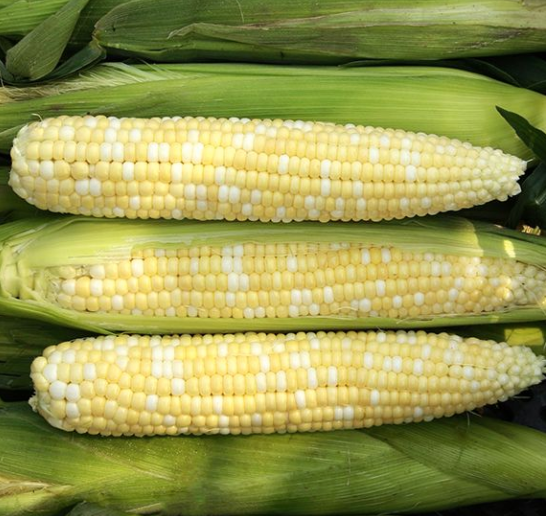 Corn - Sweet - Allure F1 - High Mowing | Red Wagon Plants | Vermont ...