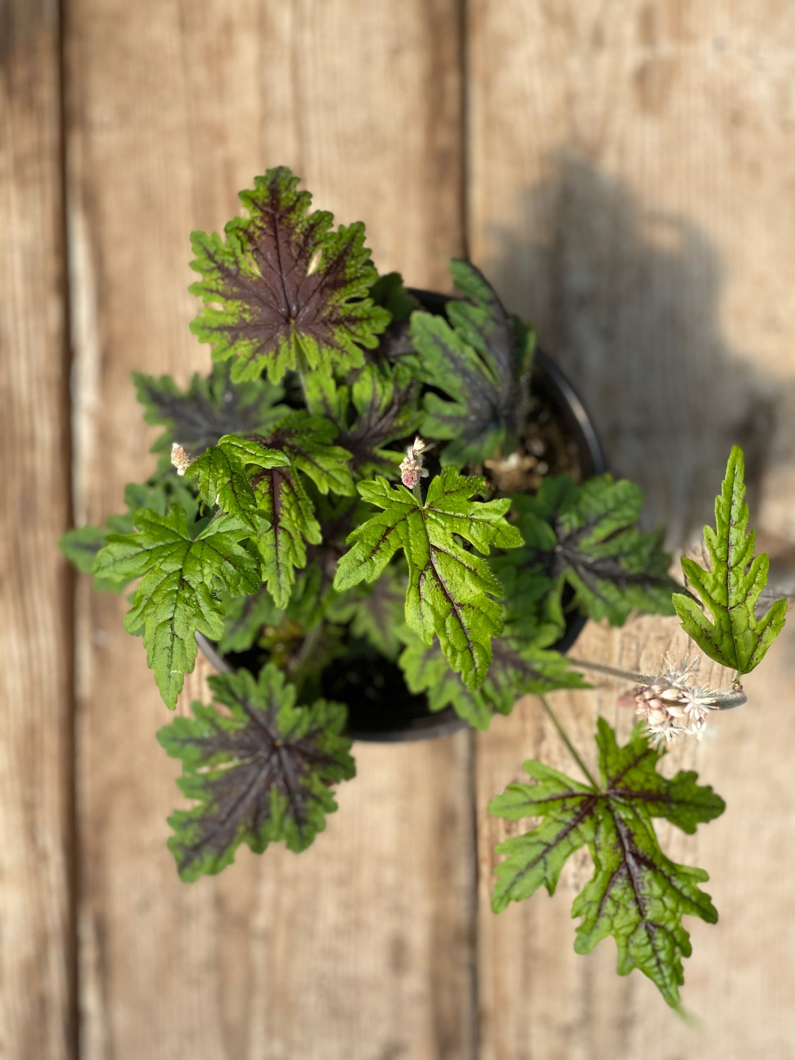 Tiarella - Cutting Edge | Red Wagon Plants | Vermont Grown Vegetables ...