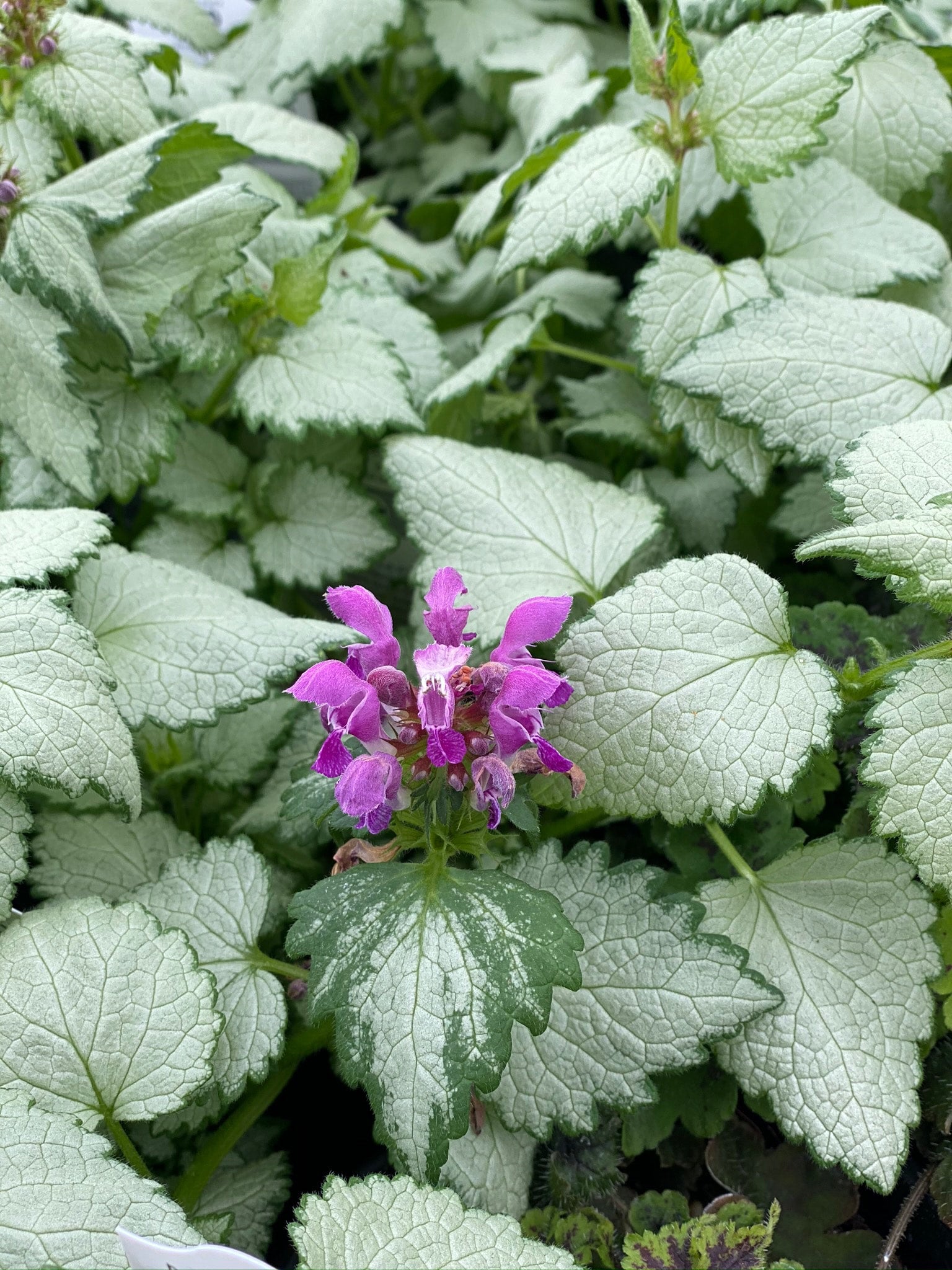 Lamium - Ghost | Red Wagon Plants | Vermont Grown Vegetables + Plants