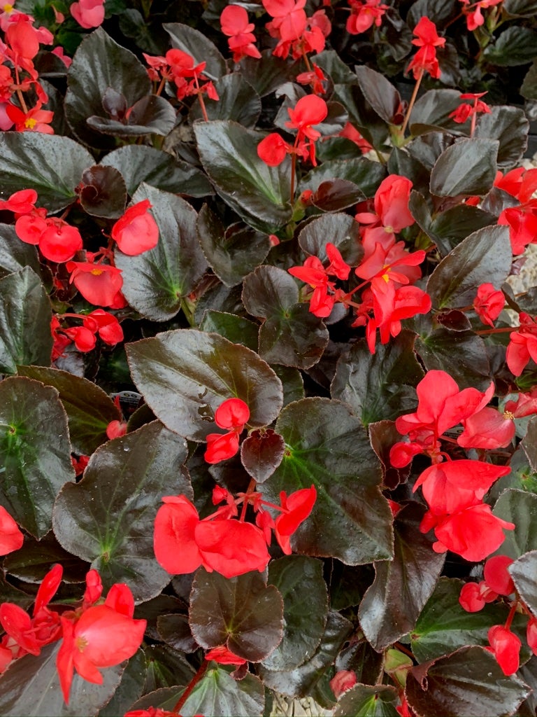 Begonia - Whopper Rose with Bronze Leaf | Red Wagon Plants | Vermont ...