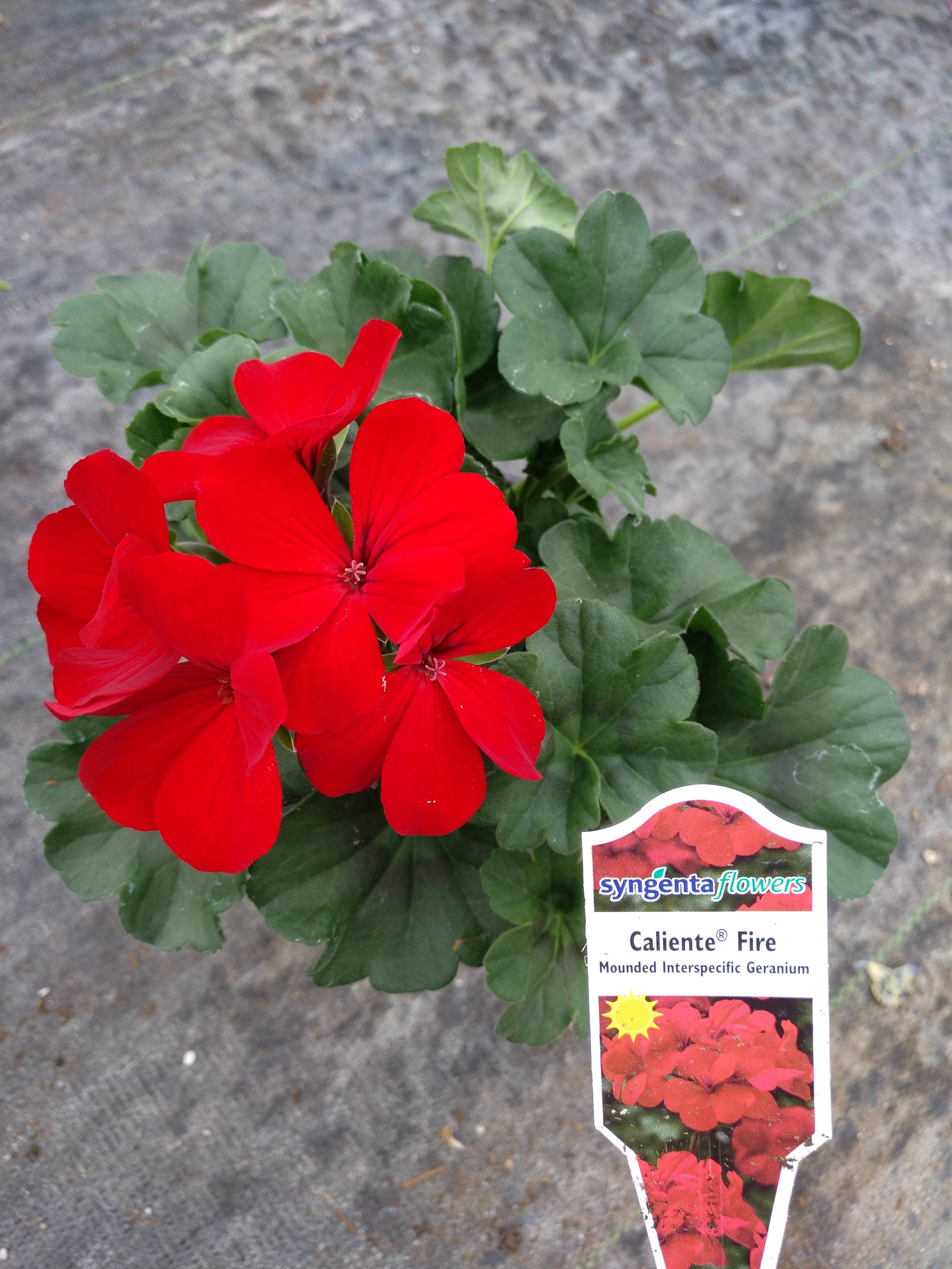 Geranium - Caliente Fire | Red Wagon Plants | Vermont Grown Vegetables ...