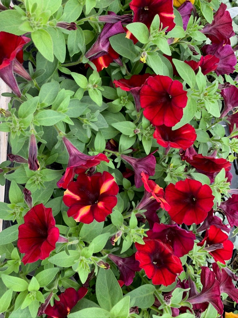 Petunia - Crazytunia Tiki Torch | Red Wagon Plants | Vermont Grown ...