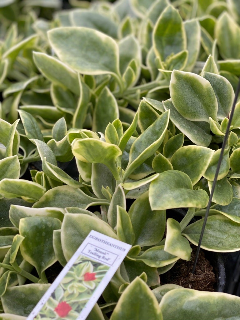 Dorotheanthus - Mezoo Red Trailing | Red Wagon Plants | Vermont Grown ...
