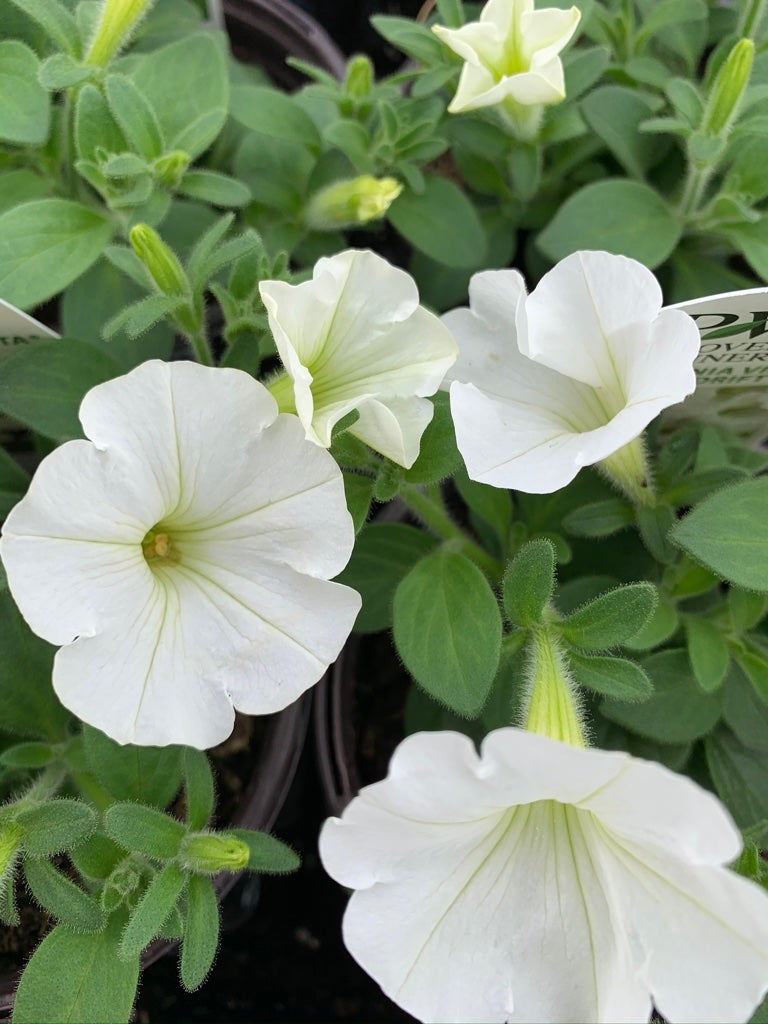 Petunia - Supertunia Vista Snowdrift | Red Wagon Plants | Vermont Grown ...