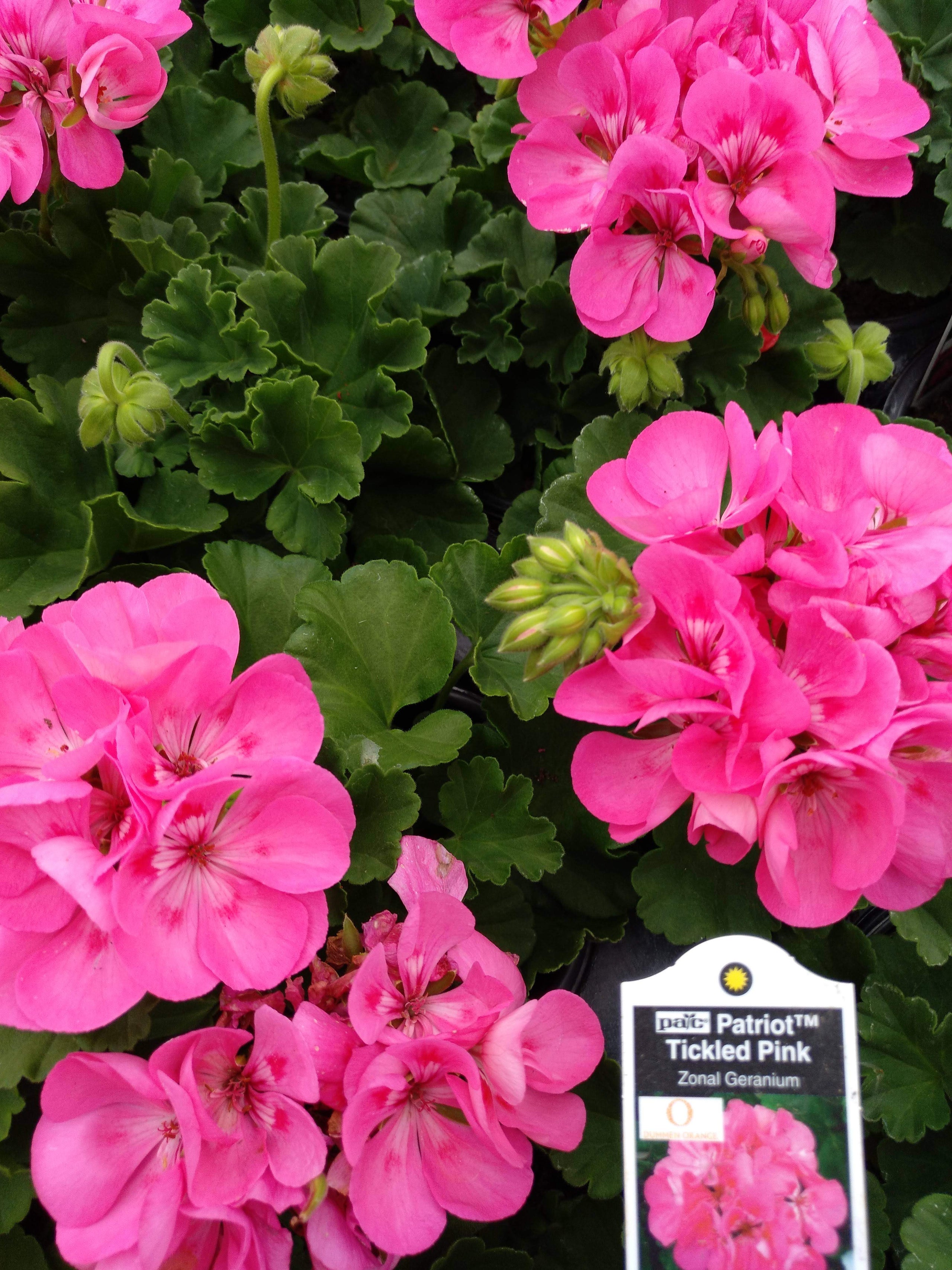 Geranium - Patriot Tickled Pink | Red Wagon Plants | Vermont Grown ...