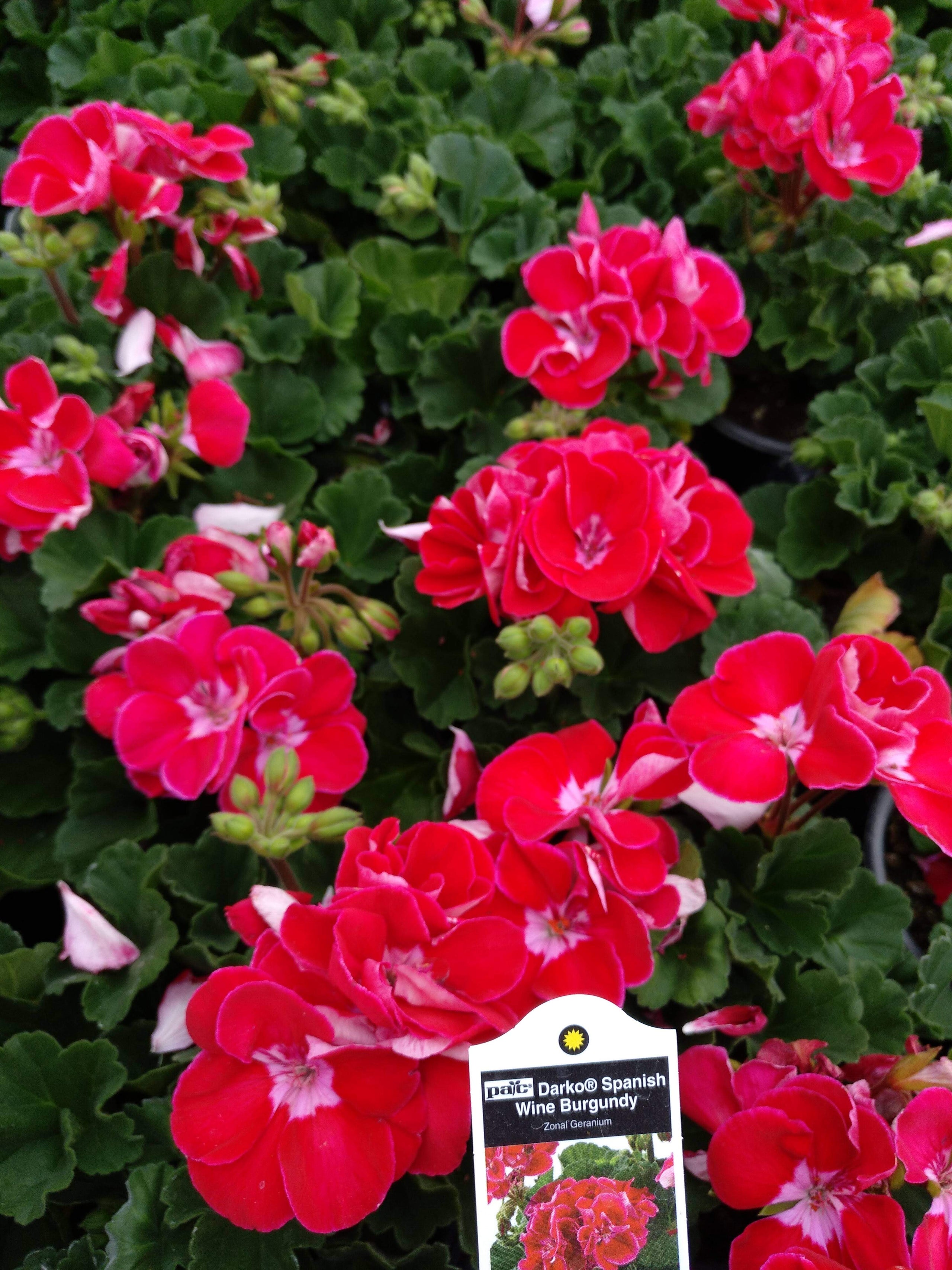 Geranium - Darko Spanish Wine Burgundy | Red Wagon Plants | Vermont ...