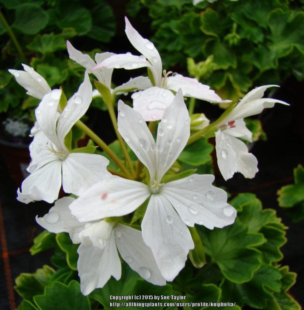 Geranium - Fireworks White | Red Wagon Plants | Vermont Grown ...