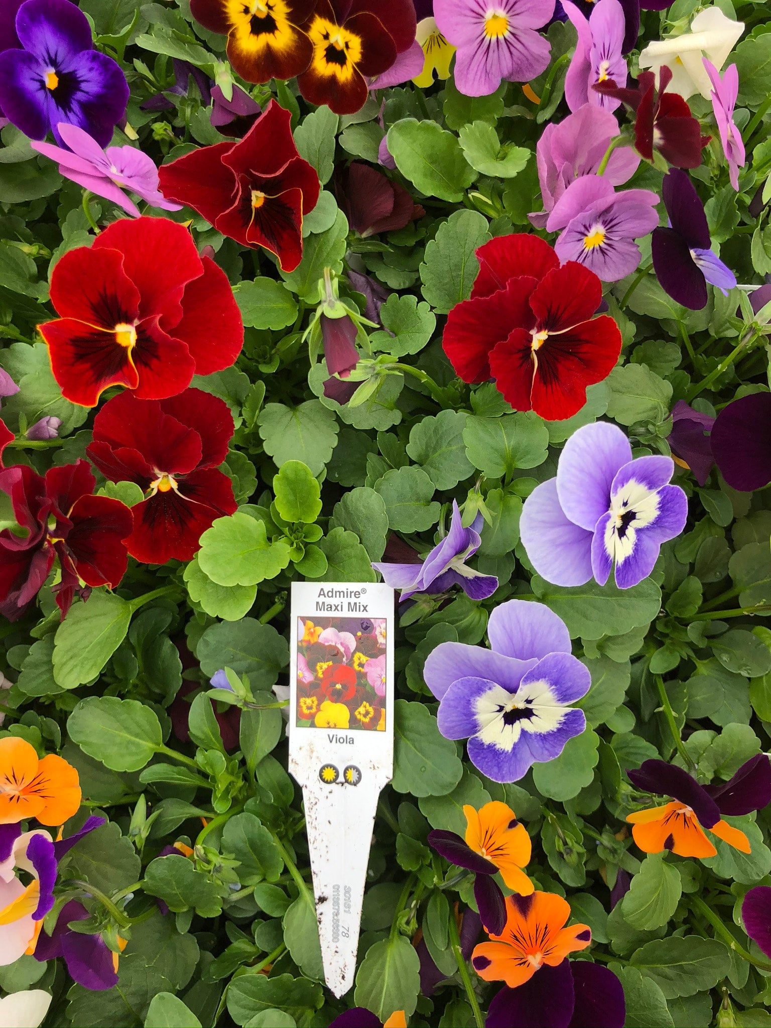 Viola - Admire Maxi Mix | Red Wagon Plants | Vermont Grown Vegetables ...