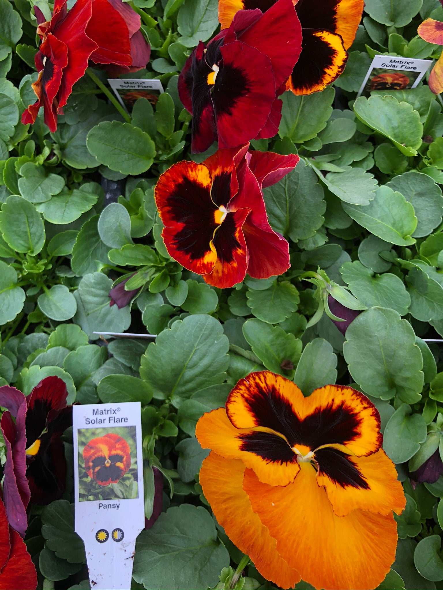 Pansy - Matrix Solar Flare | Red Wagon Plants | Vermont Grown ...