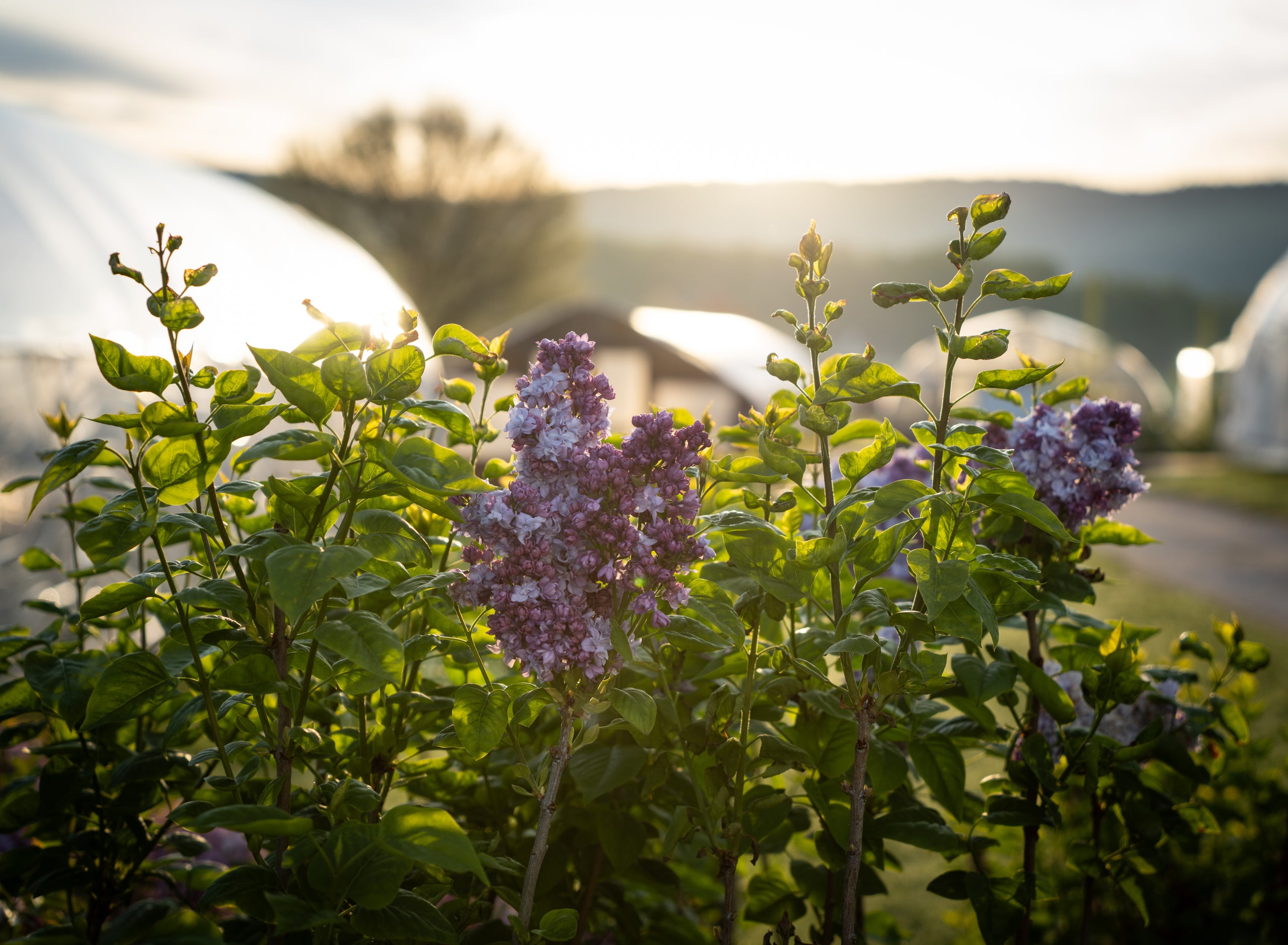 6/10/25 After Hours in the Greenhouse: Spotlight on Shrubs | Red Wagon ...